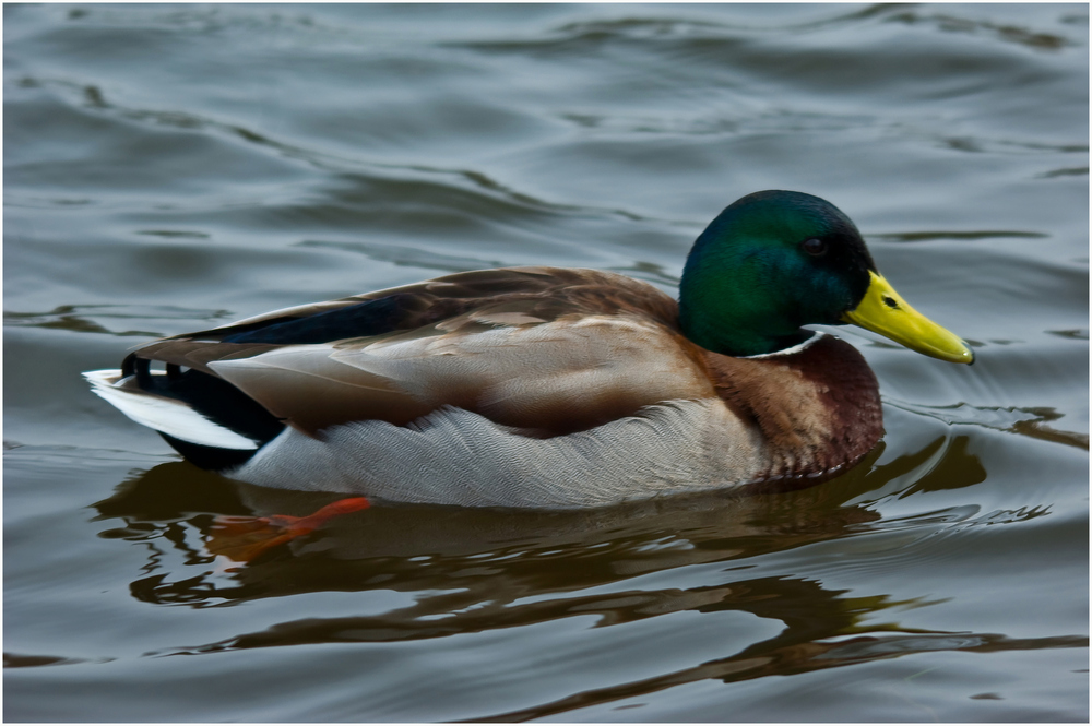Erpel ... Foto & Bild | tiere, wildlife, wild lebende vögel Bilder auf ...