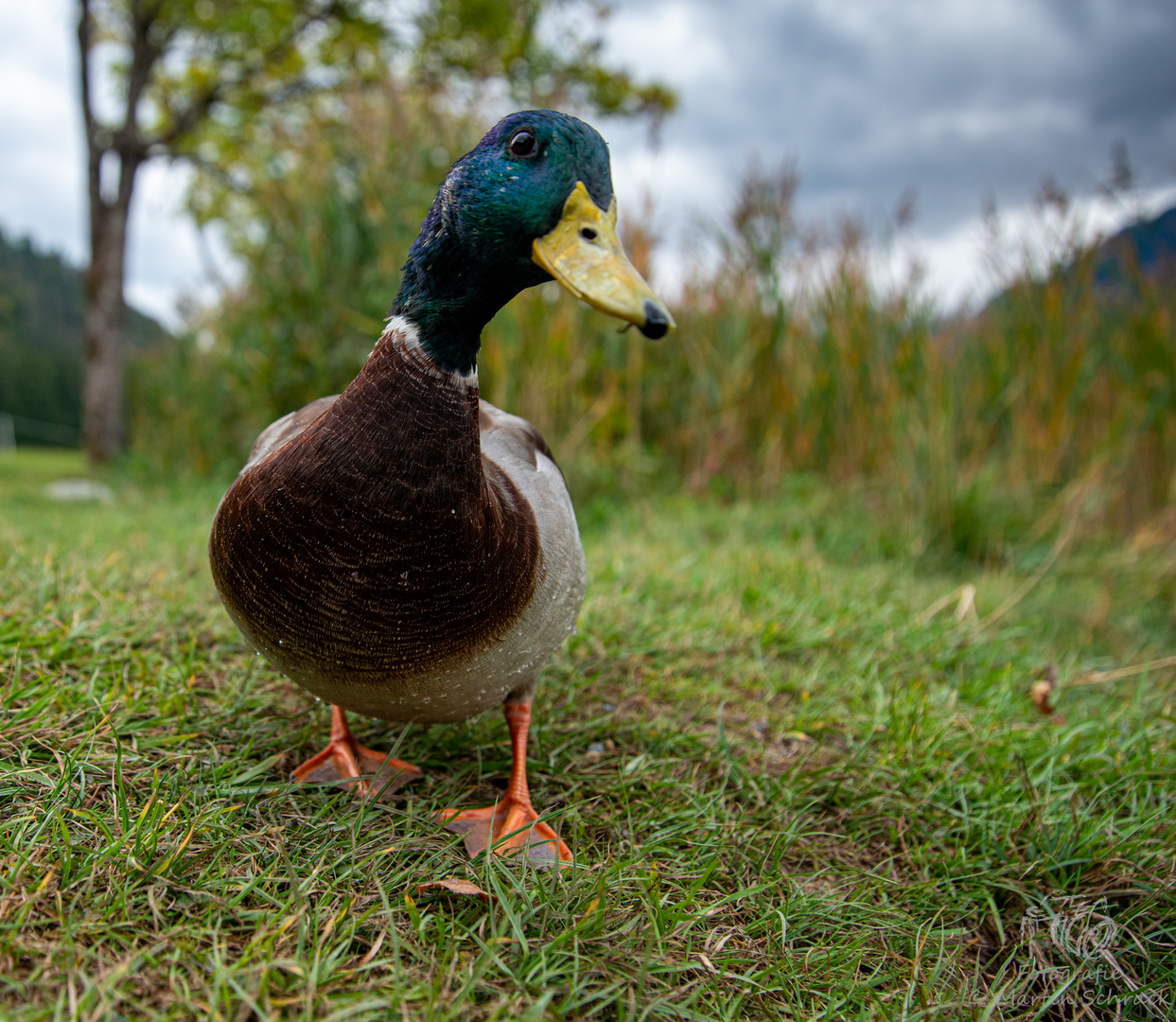 Erpel Foto & Bild | tiere, wildlife, wild lebende vögel Bilder auf ...