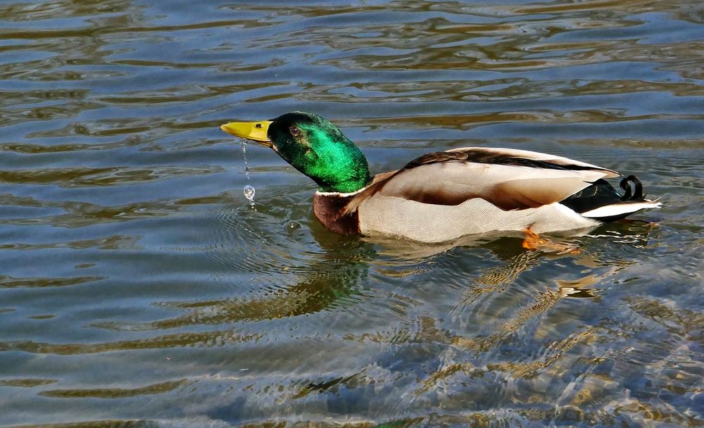 Erpel Foto & Bild | natur, tiere, vögel Bilder auf fotocommunity