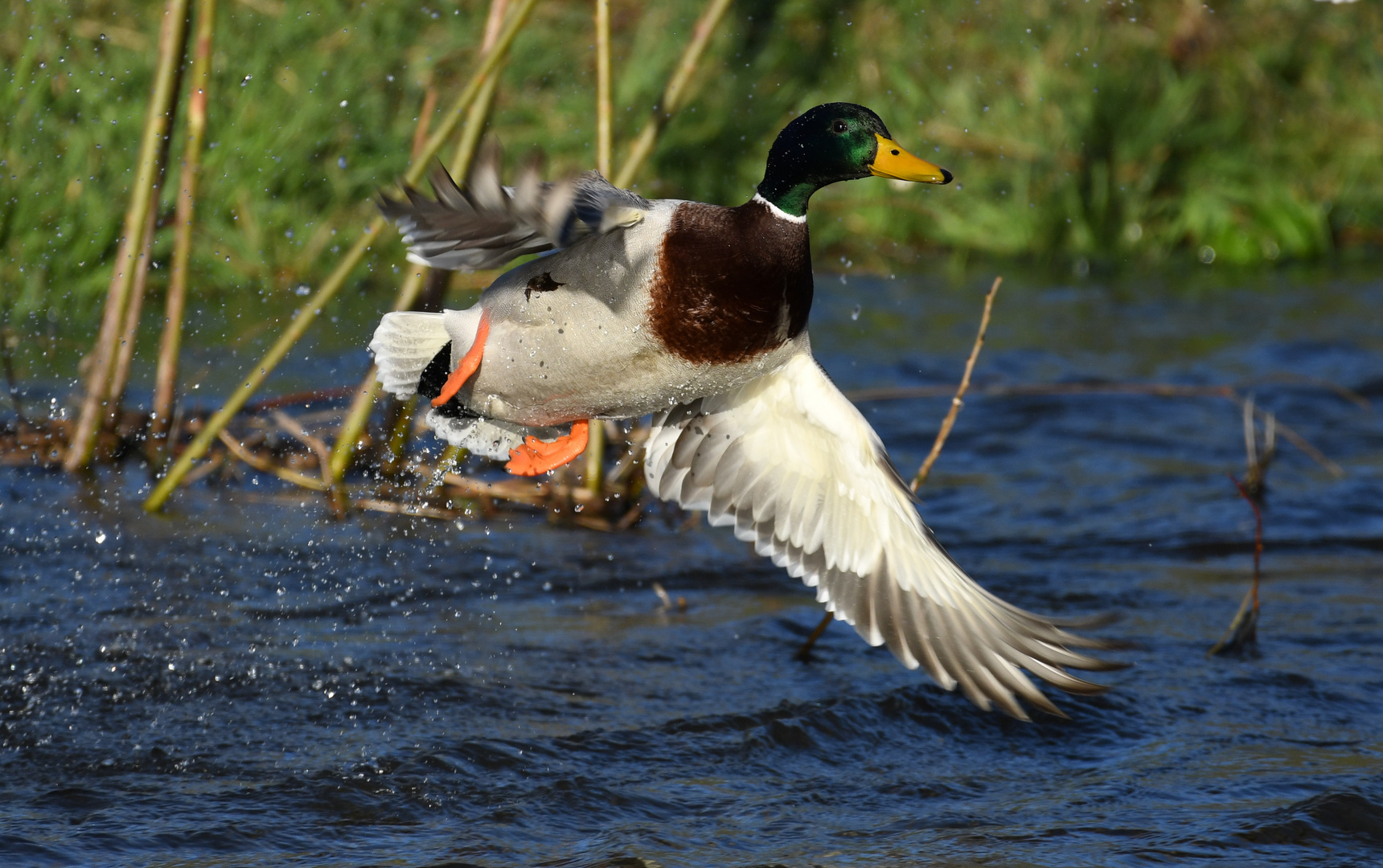 Erpel-Air Foto & Bild | natur Bilder auf fotocommunity