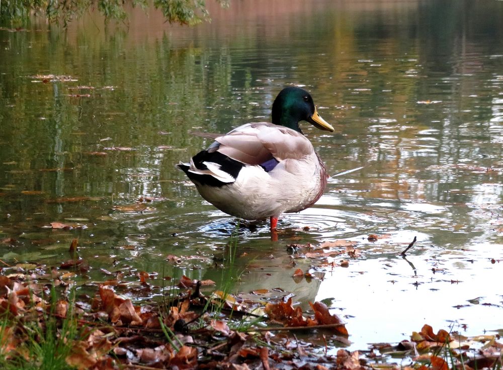 Erpel ... Foto & Bild | world, oktober, dokumentation Bilder auf ...