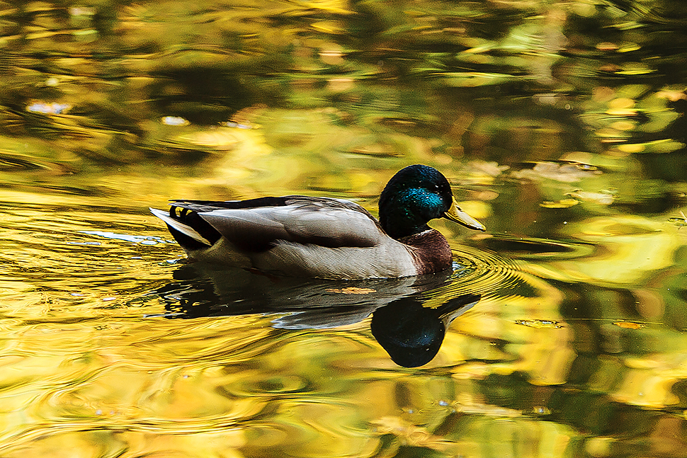Erpel im Gold Foto & Bild | jahreszeiten, herbst, gefieder Bilder auf ...