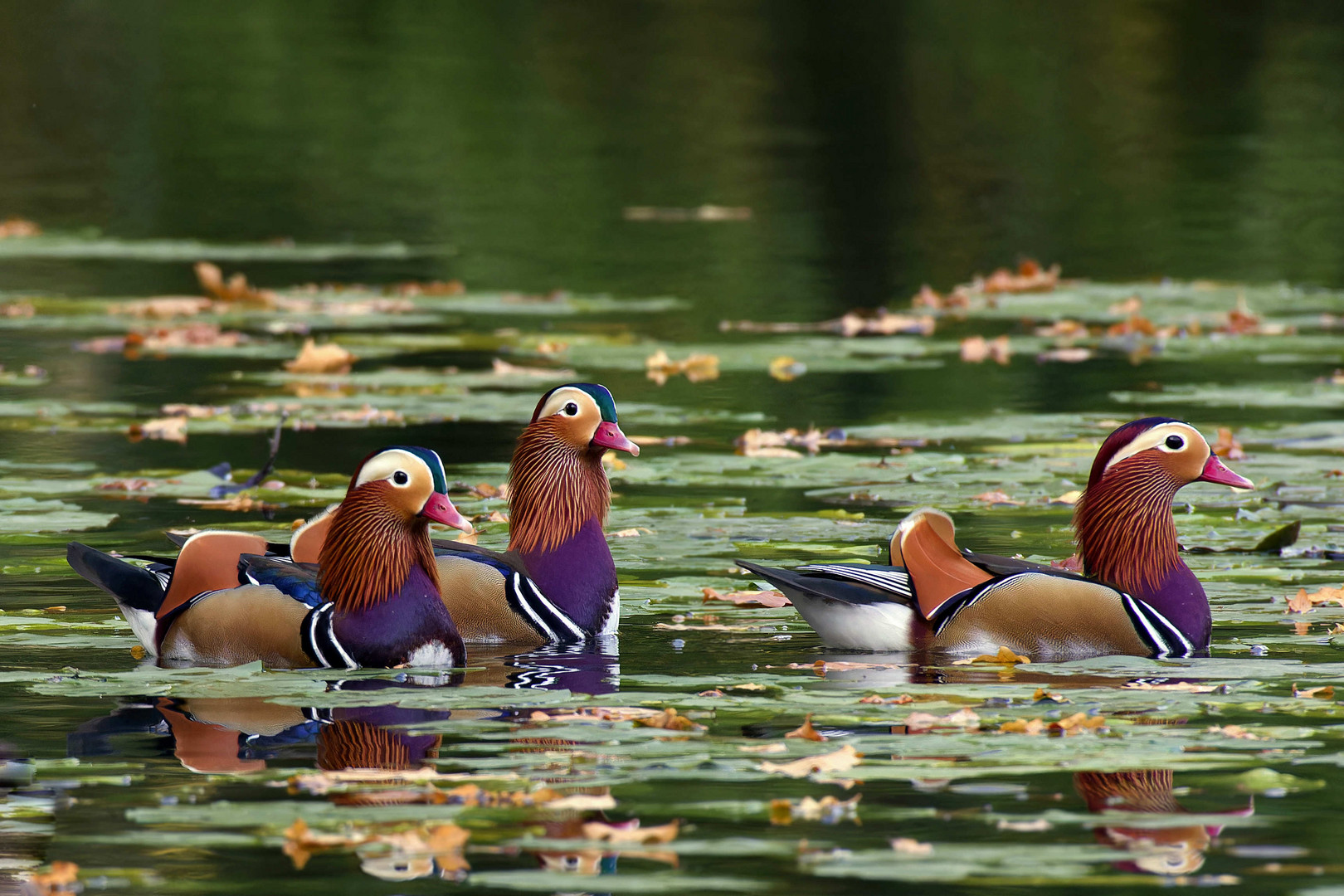 Erpel, Mandarin-Enten (Aix galericulata) Foto & Bild | schatten, natur ...