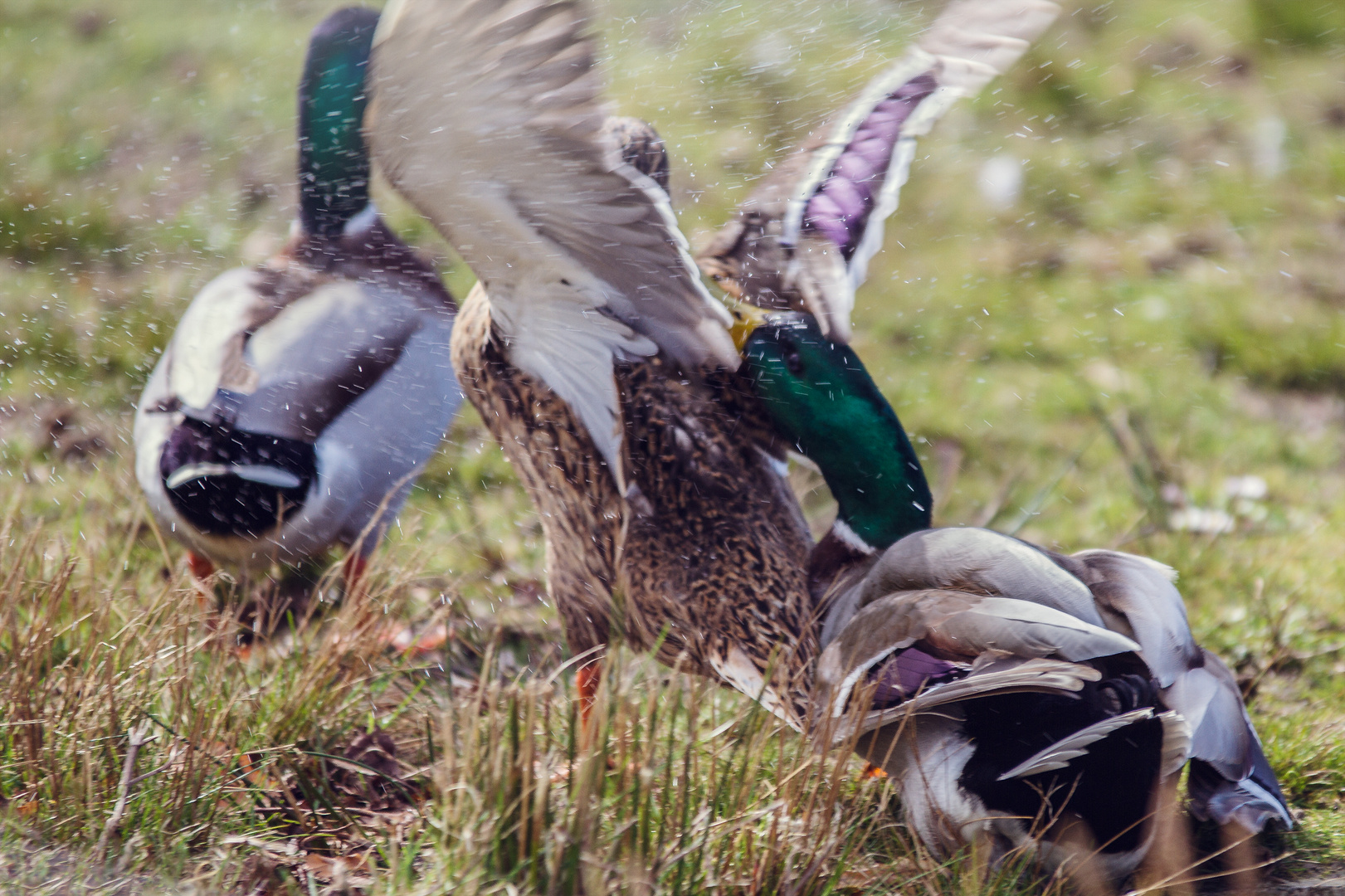 Erpel und Ente in Aktion Foto & Bild | tiere, wildlife, wild lebende ...