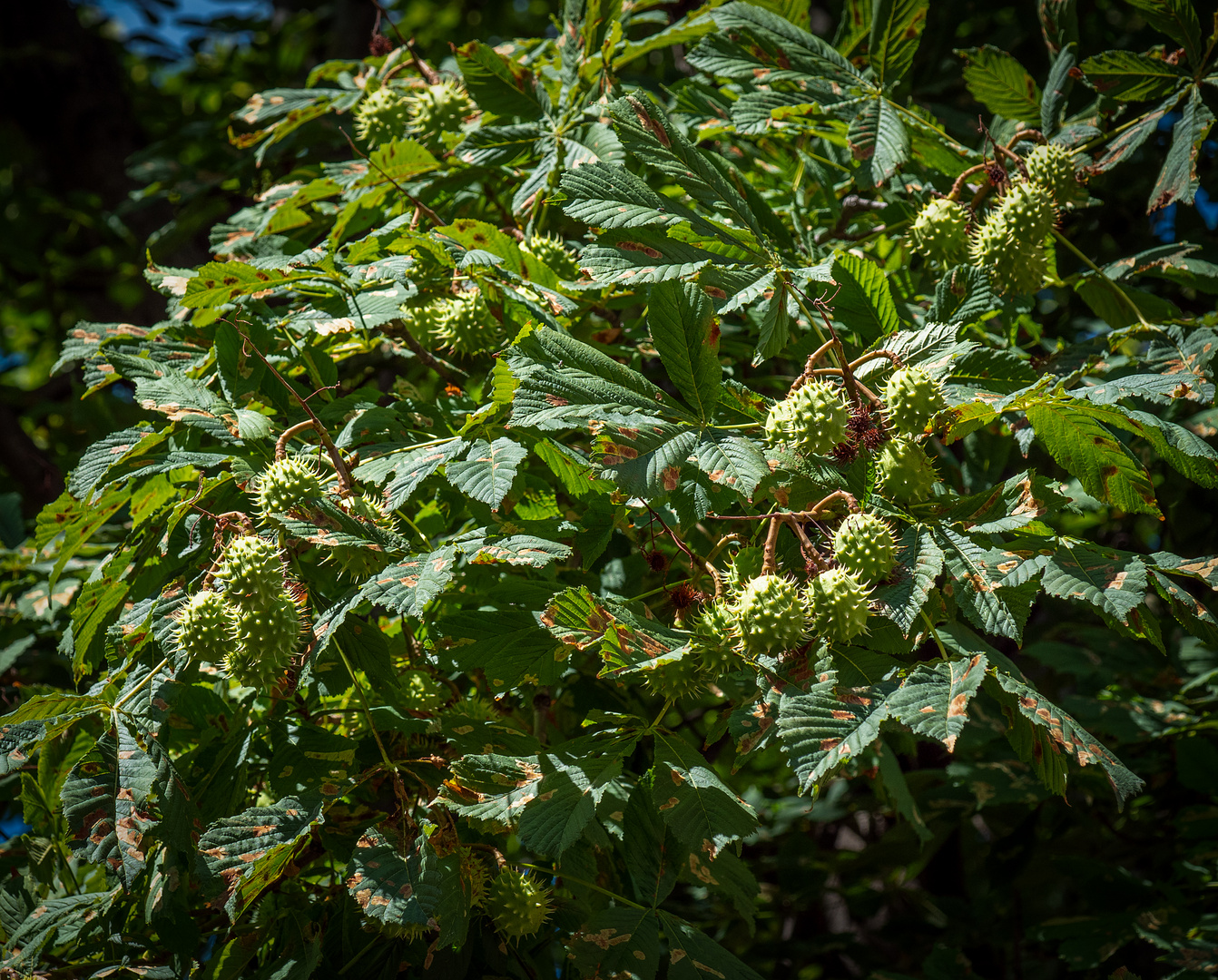 erschreckend... Foto & Bild | bäume, baum, lumix Bilder auf fotocommunity