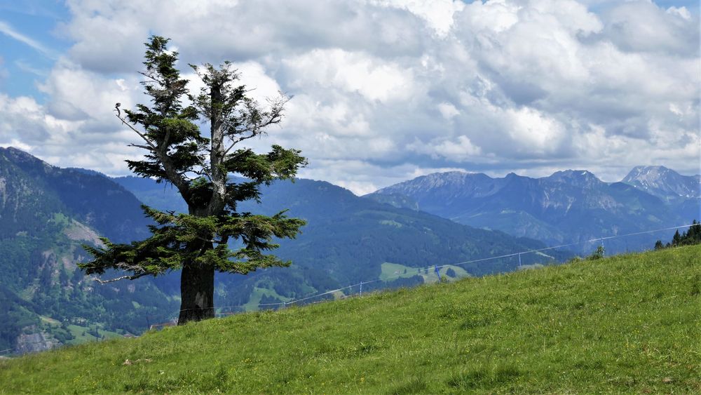 ErSie hat überlebt. Und ... Foto & Bild | deutschland, europe, bayern ...