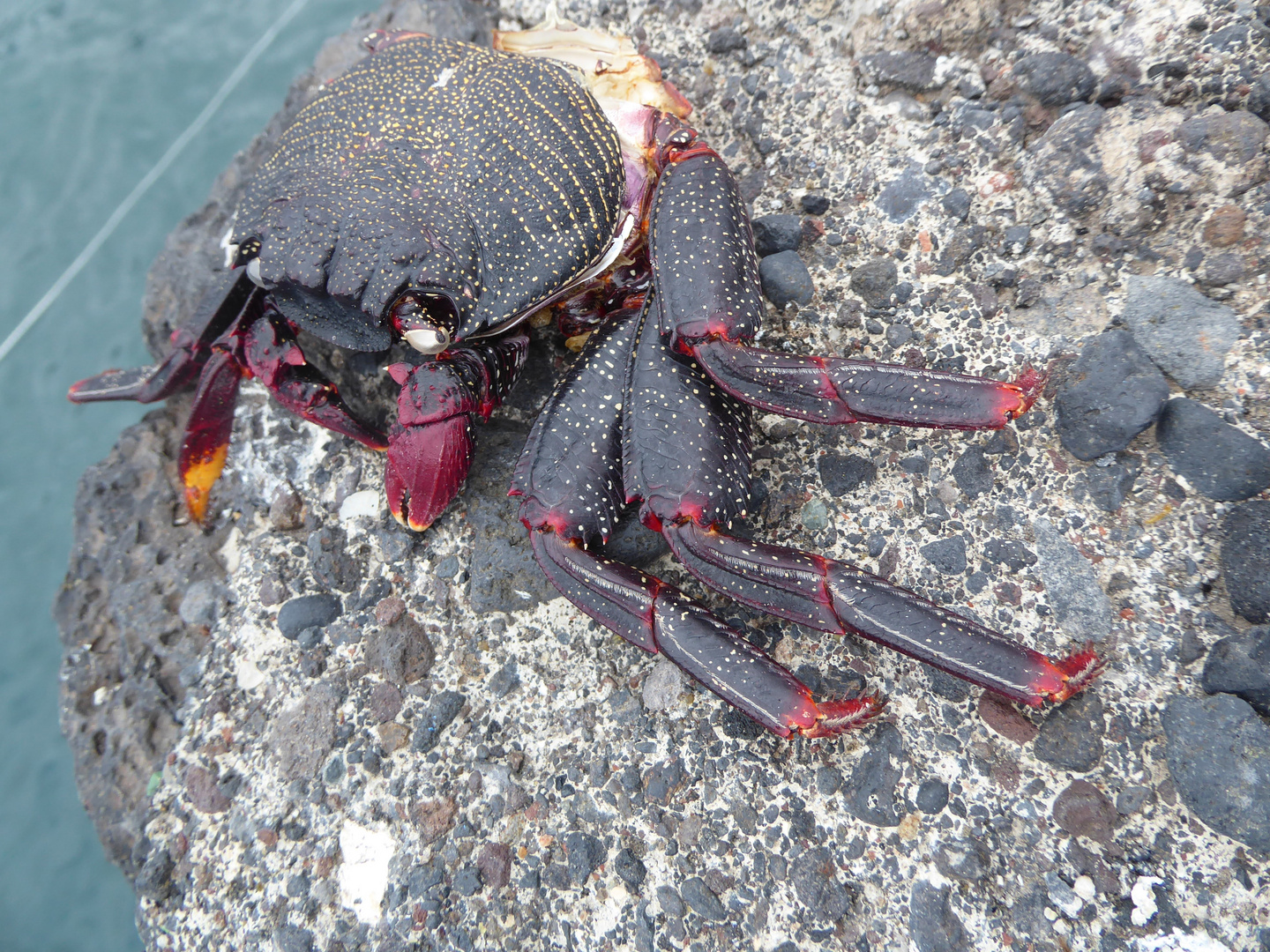 Erst mal ausruhen... Foto & Bild | tiere, spezial, dokumentation Bilder ...