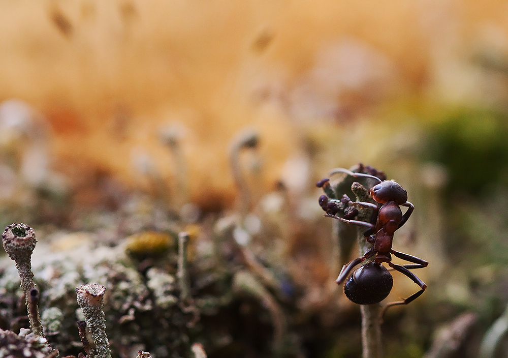 Erst mal einen Überblick verschaffen.. Foto & Bild | tiere, wildlife ...