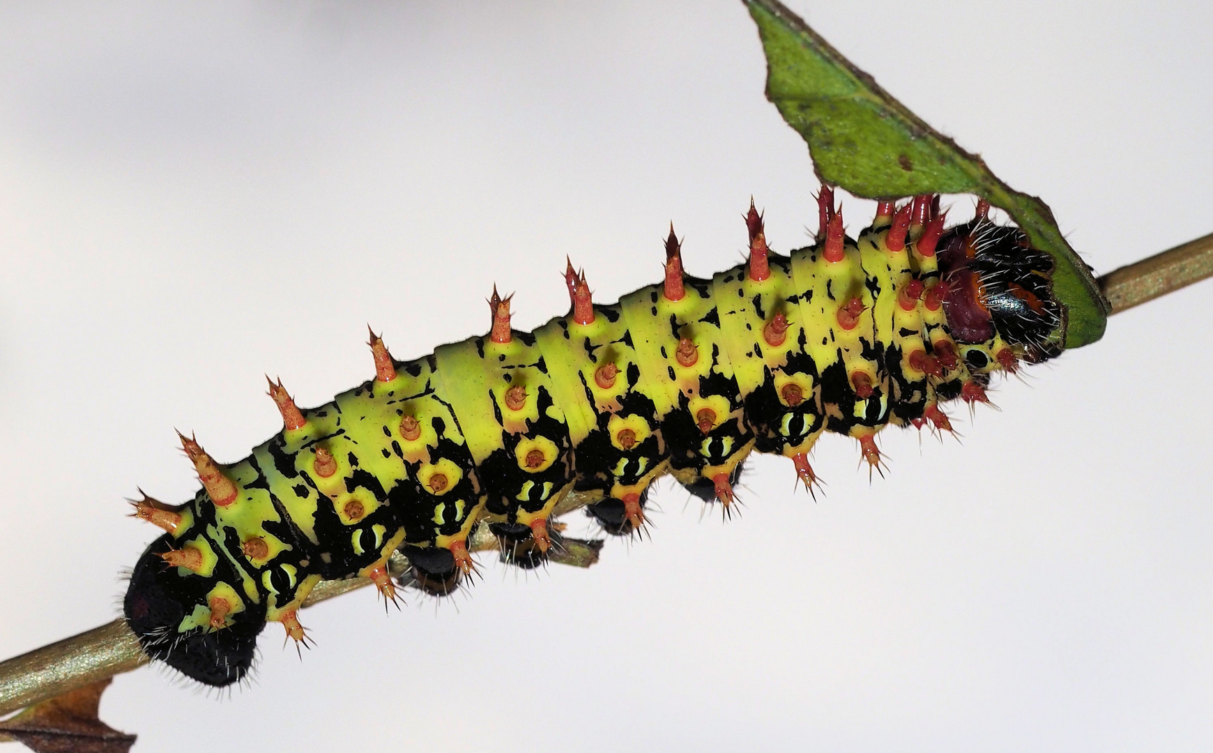 Erst mal entspannen .... Foto & Bild | fotos, makro, natur Bilder auf ...