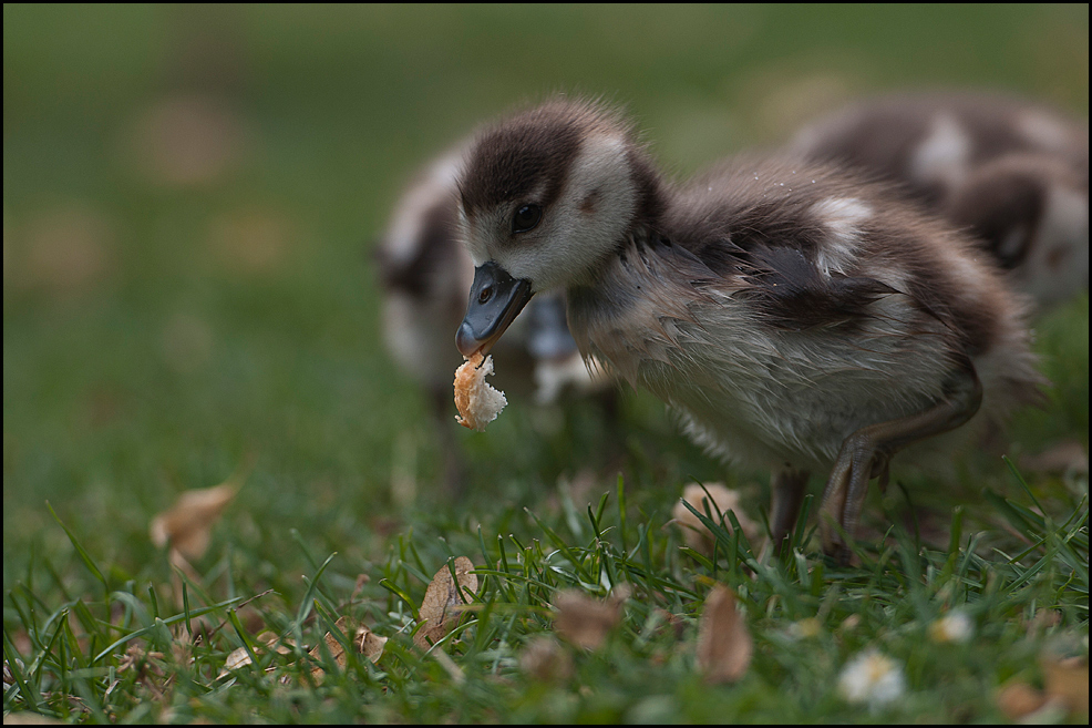 erst mal frühstücken Foto & Bild | tiere, tierkinder, natur Bilder auf ...