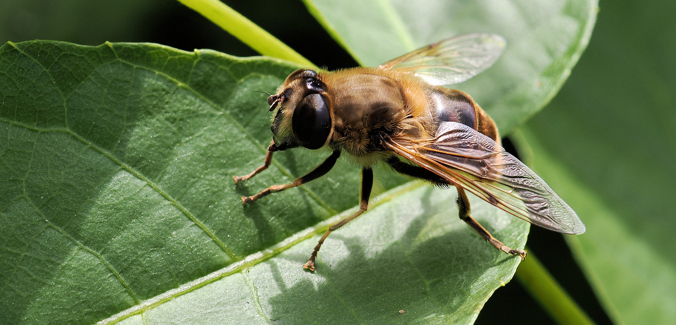 Erst mal Sonne tanken … Foto & Bild | fotos, natur, insekt Bilder auf ...