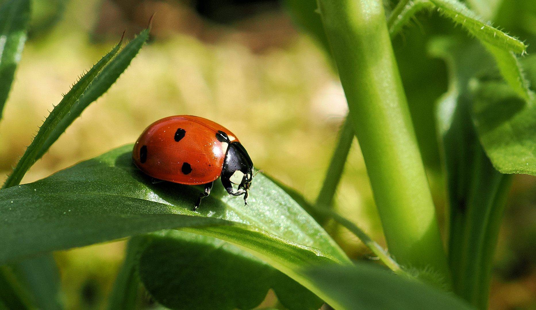Erst mal Sonne tanken … Foto & Bild | natur, insekt, insekten Bilder ...