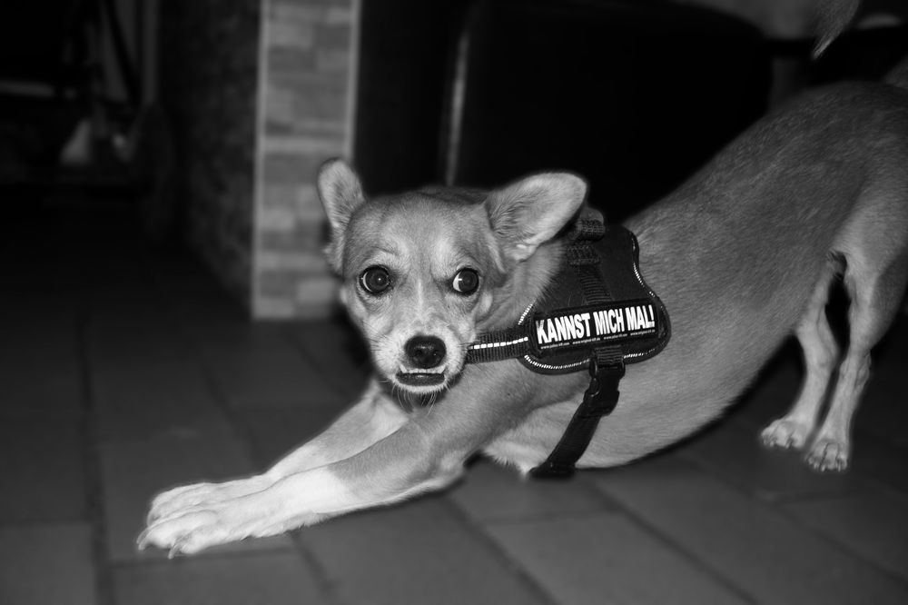 Erst mal strecken Foto & Bild | tiere, motive Bilder auf fotocommunity