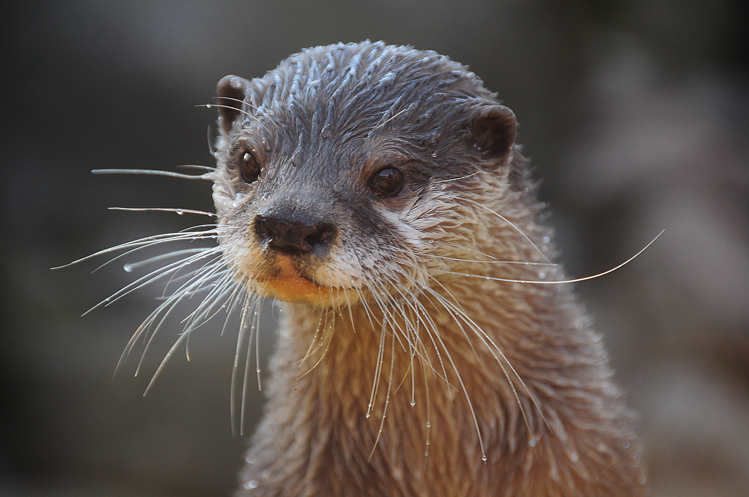 erstaunen Foto & Bild | tiere, zoo, wildpark & falknerei, säugetiere ...