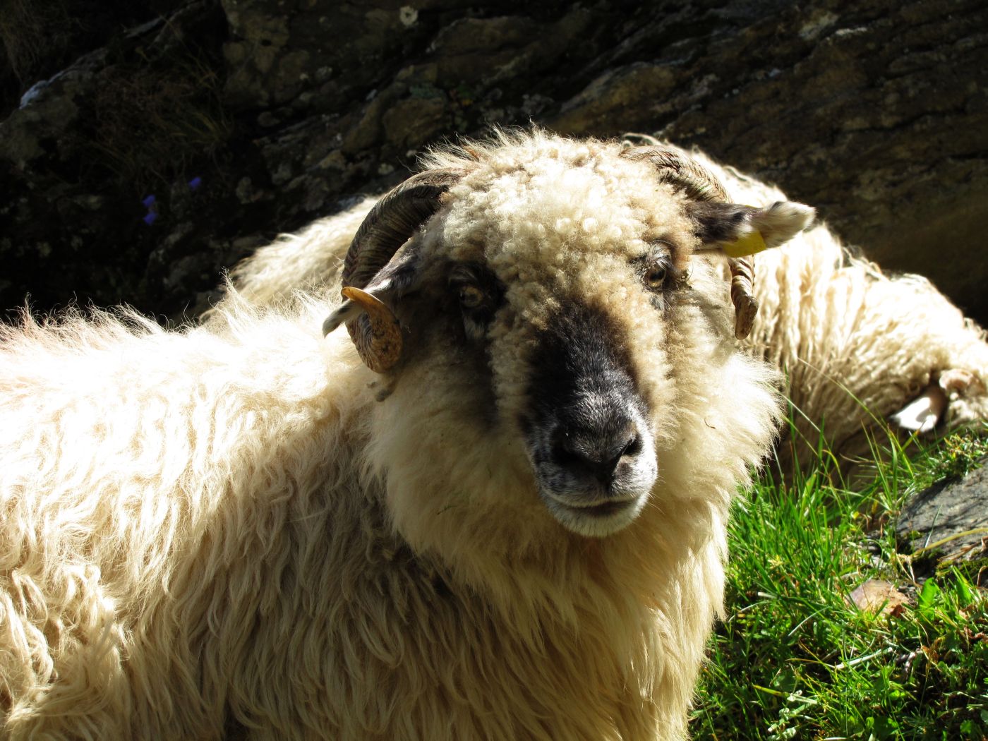 Erstaunen Foto & Bild | tiere, haustiere, nutztiere Bilder auf ...