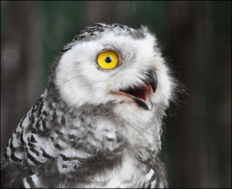 Erstaunt... Foto & Bild | tiere, zoo, wildpark & falknerei, vögel ...