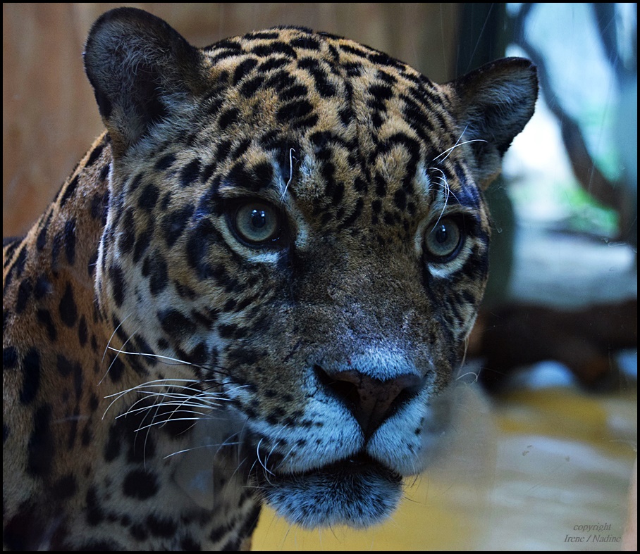 Erstaunt !!!! Foto & Bild | natur, katzen, tiere Bilder auf fotocommunity