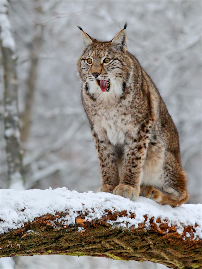 Erstaunt..... Foto & Bild | natur, zoo, tiere Bilder auf fotocommunity