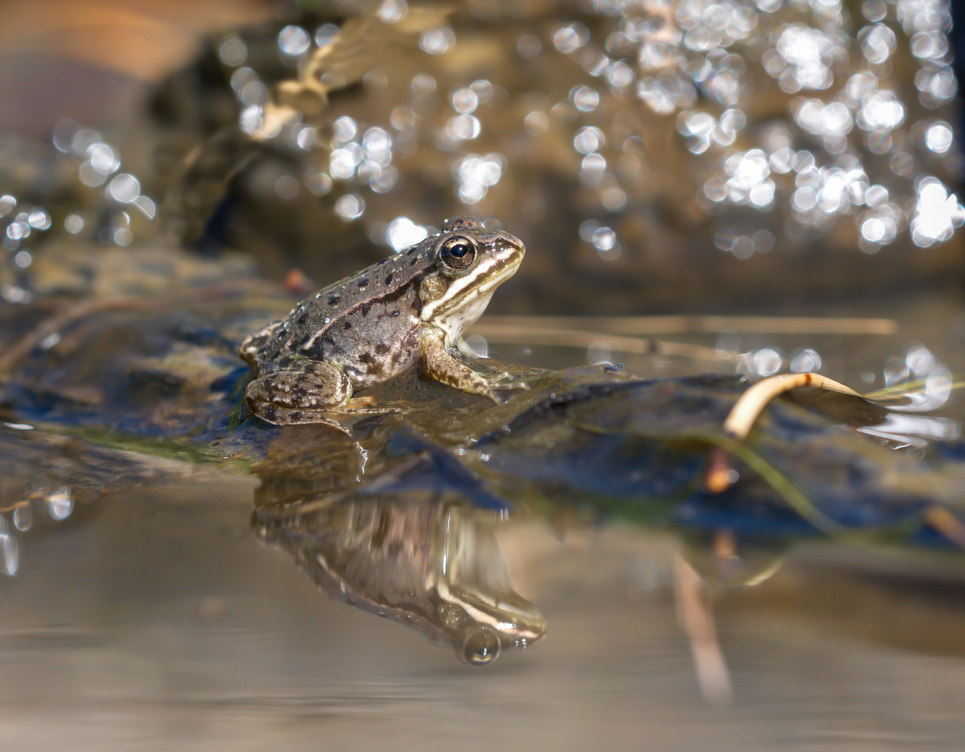 erstaunt Foto & Bild | tiere, wildlife, amphibien & reptilien Bilder ...