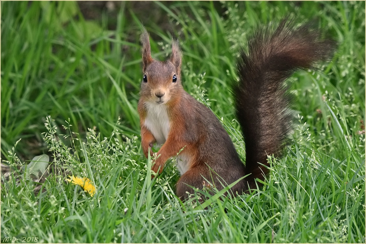 Erstaunt ... Foto & Bild | eichhörnchen, nager, natur Bilder auf ...