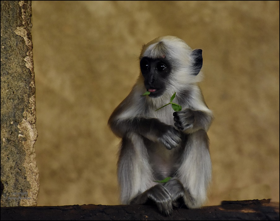 Erstaunt.... Foto & Bild | tiere, zoo, wildpark & falknerei, säugetiere ...