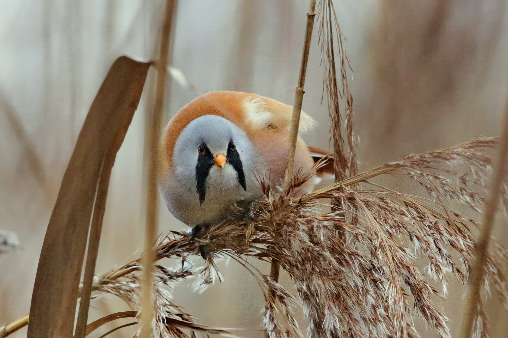 Erstaunt?.... Foto & Bild | tiere, wildlife, wild lebende vögel Bilder ...
