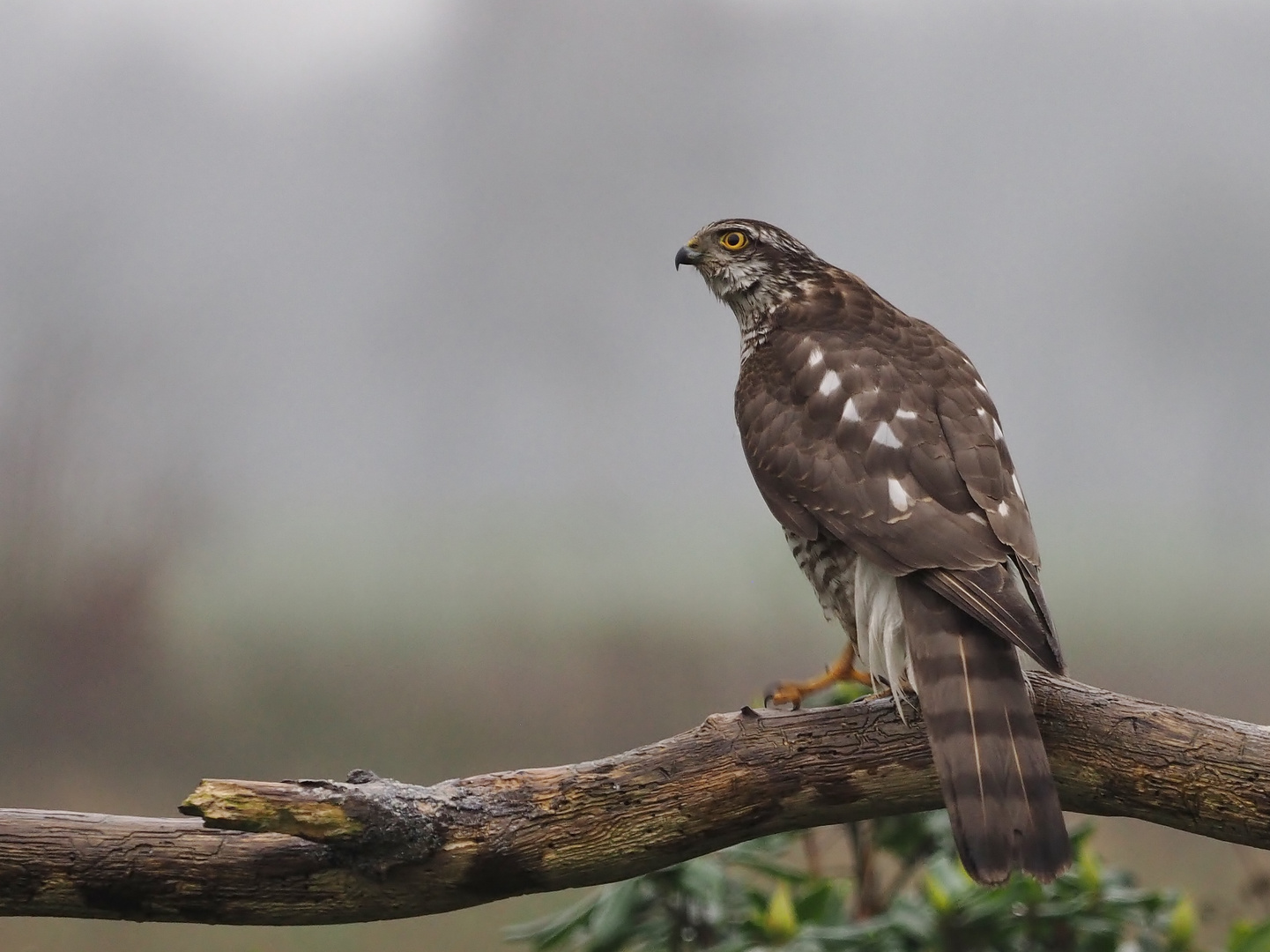 Erstaunt..... Foto & Bild | tiere, wildlife, wild lebende vögel Bilder ...