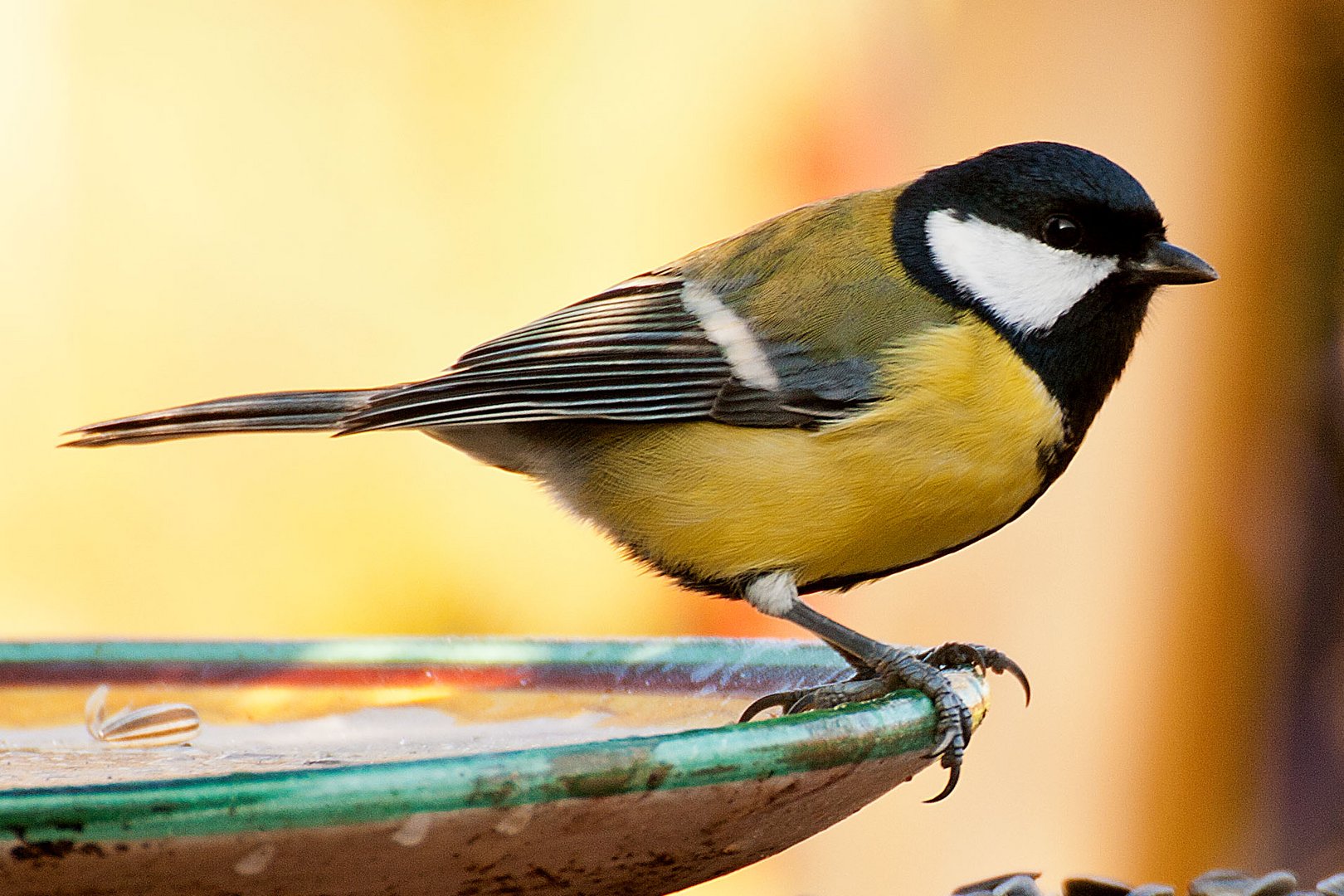 Erste Gäste am Futterhaus Foto & Bild | tiere, wildlife, wild lebende ...