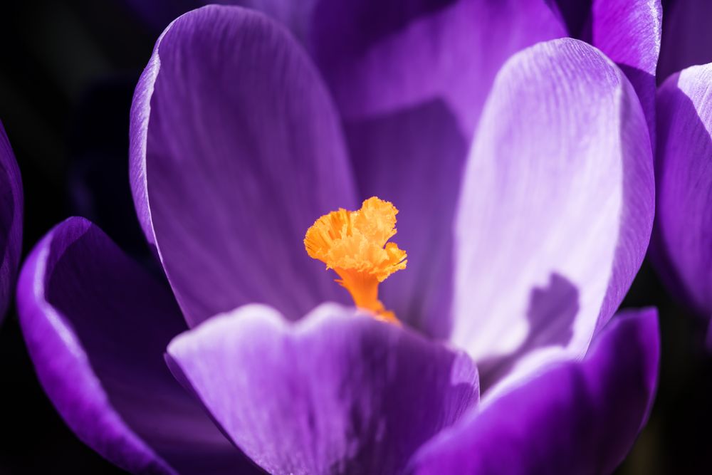 erste Krokusse Foto & Bild | landschaft, garten- & parklandschaften ...
