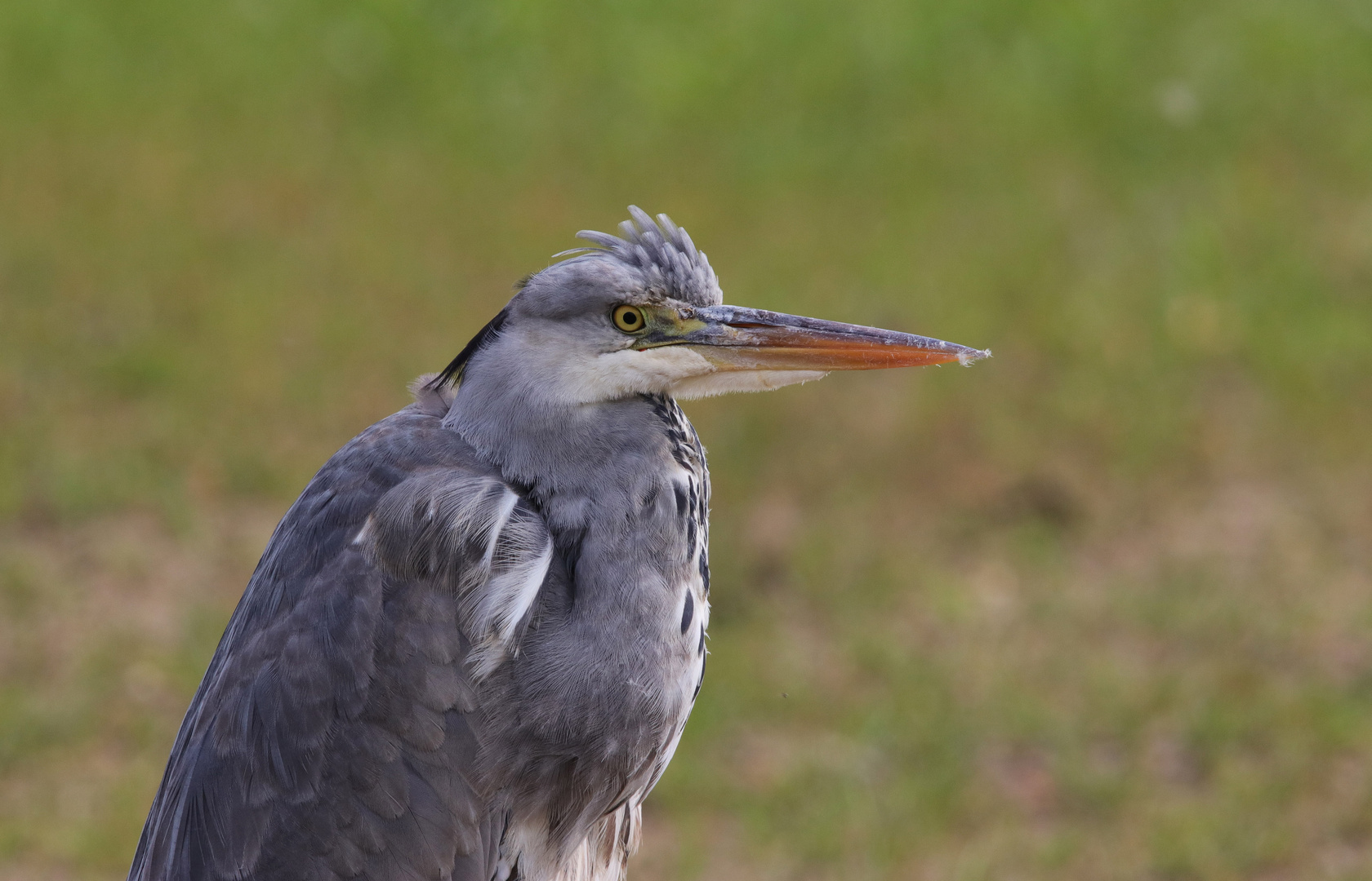 Erste Reihe(r) Foto & Bild | tiere, wildlife, wild lebende vögel Bilder ...