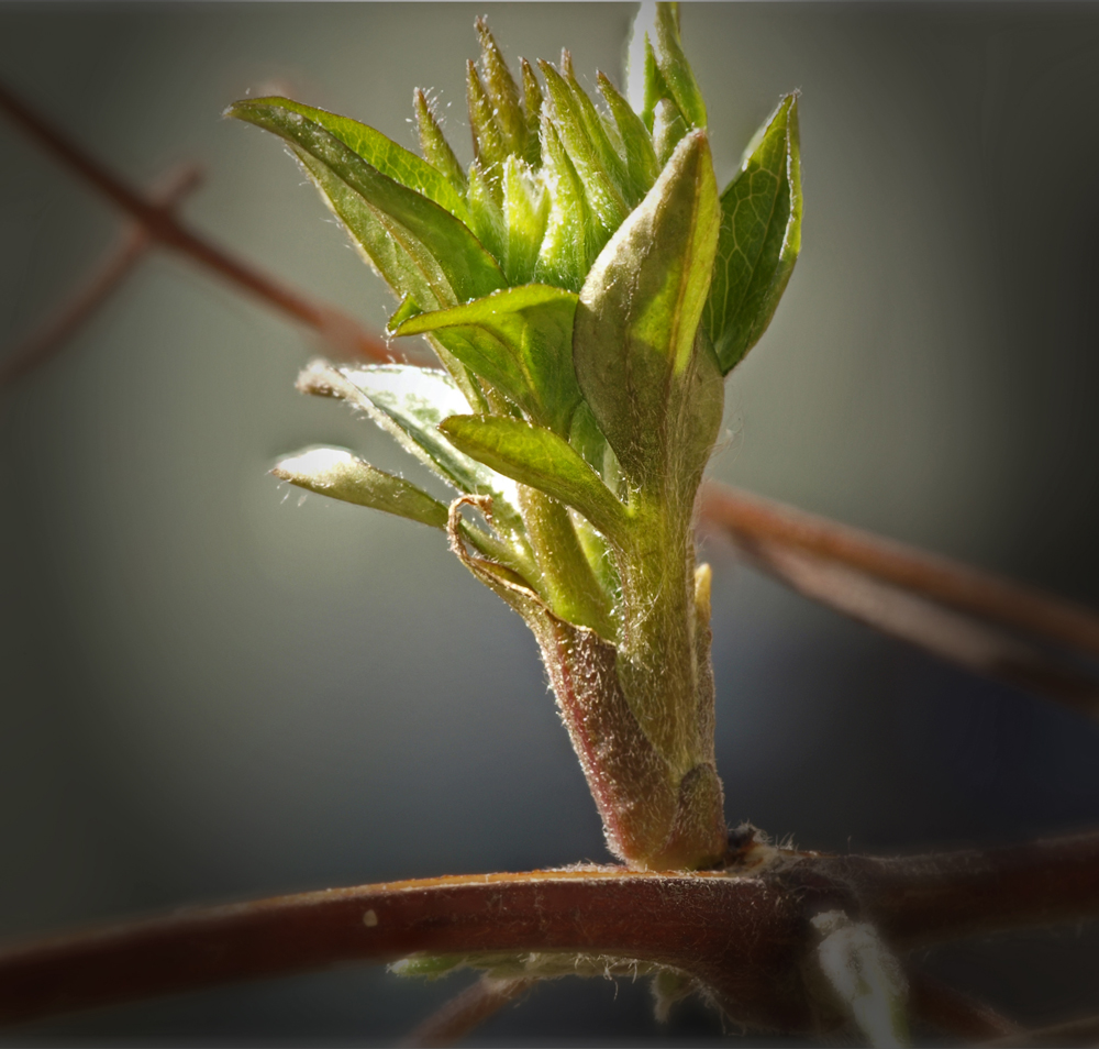 erste Triebe Foto & Bild | pflanzen, pilze & flechten, blüten ...