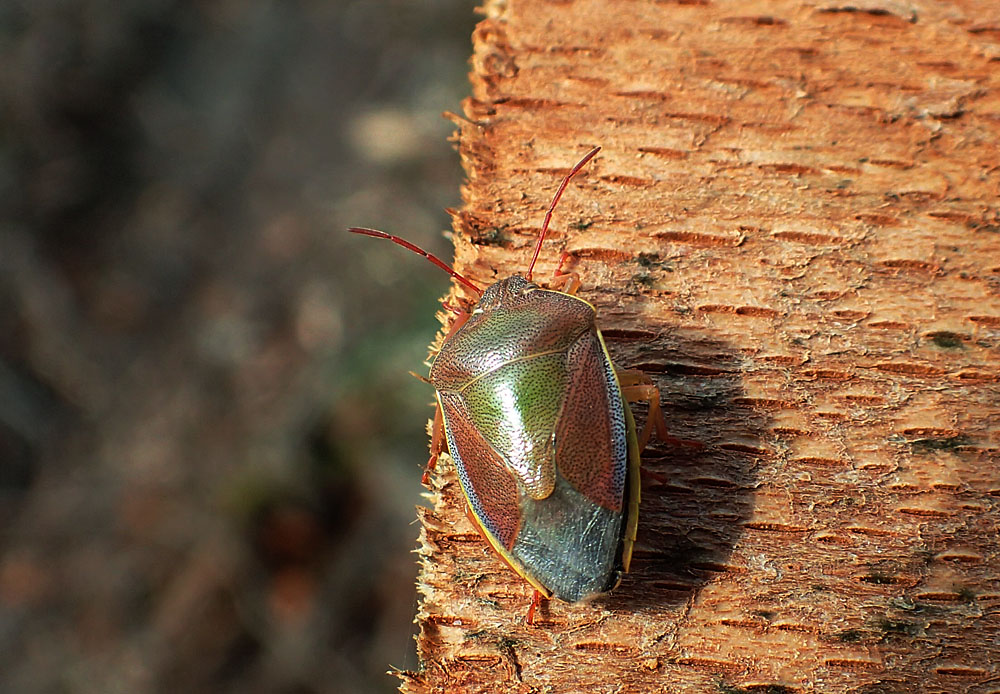 erste Wanze Foto & Bild | natur, insekten, tiere Bilder auf fotocommunity