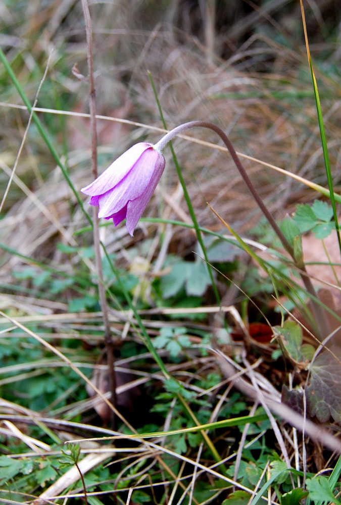 Erster Frühlingsgruss Foto & Bild | archiv projekte naturchannel ...