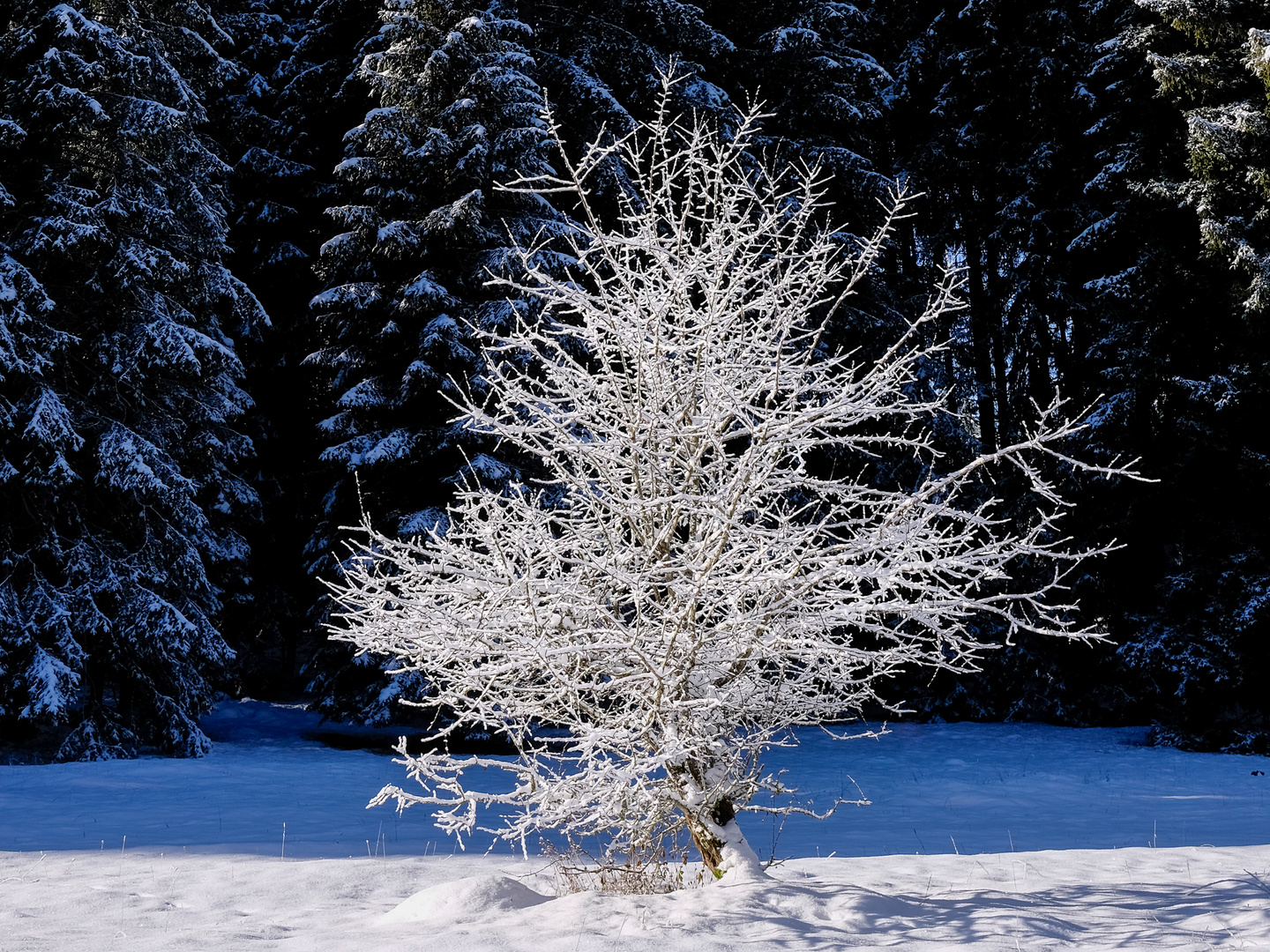 erster Schnee Foto & Bild | landschaft, jahreszeiten, winter Bilder auf fotocommunity
