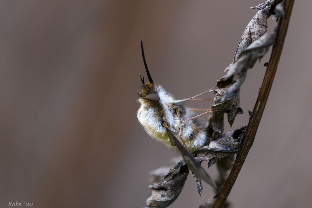 Erster Wolli Foto & Bild | tiere, wildlife, insekten Bilder auf ...