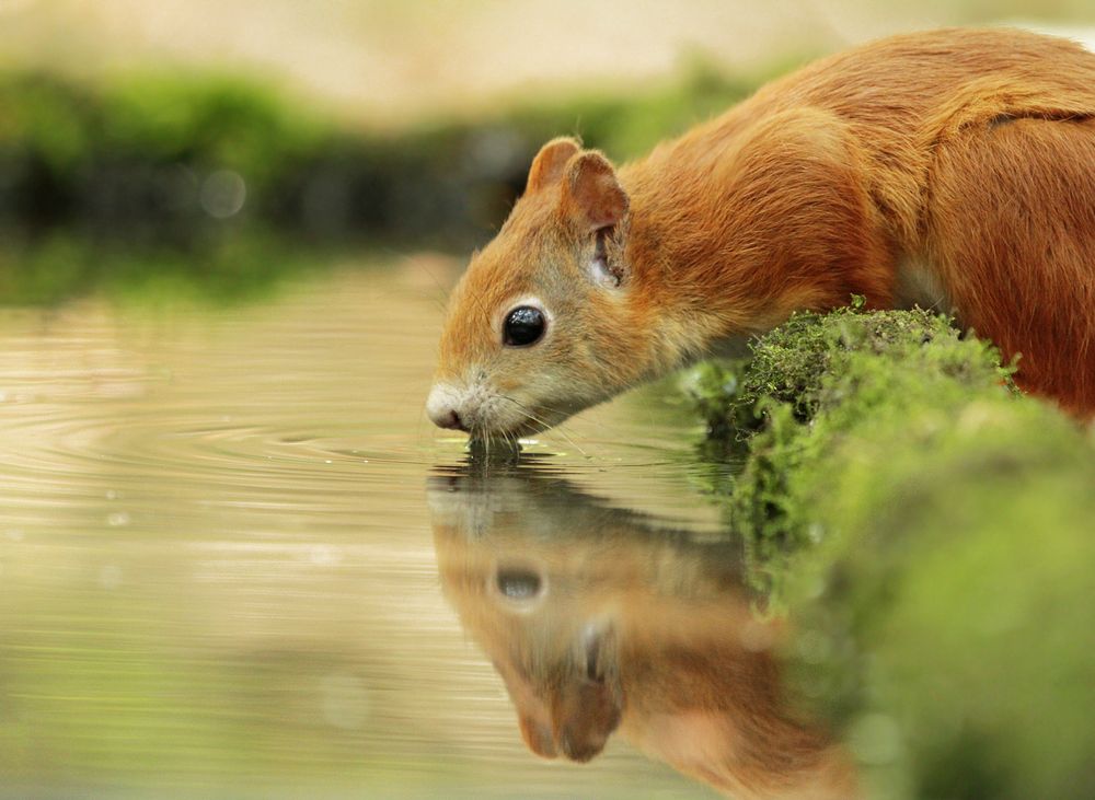 Erstmal Durst stillen... Foto & Bild | eichhörnchen, natur, tiere ...