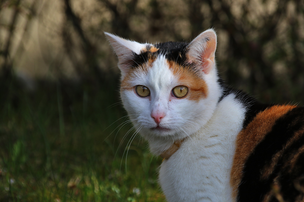erwischt Foto & Bild | tiere, haustiere, katzen Bilder auf fotocommunity