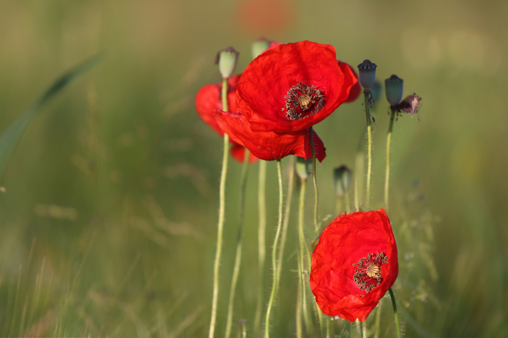 Es blüht der Mohn Foto & Bild | natur, mohn, landschaft Bilder auf ...
