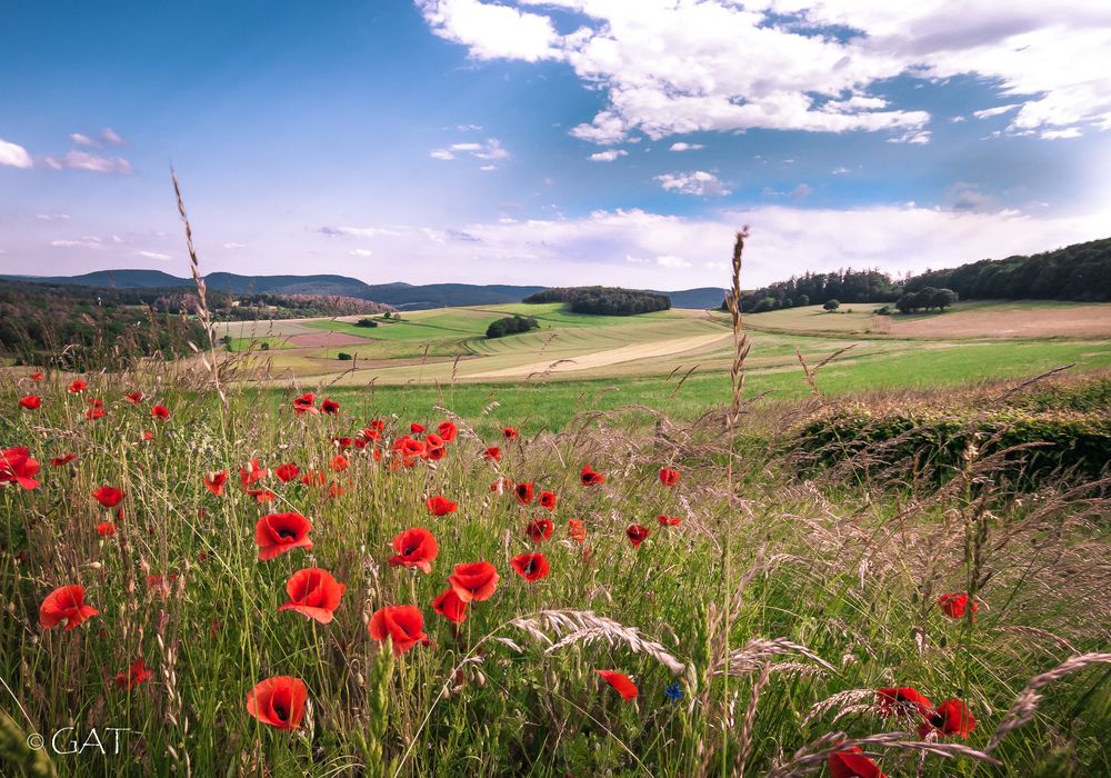 es blüht der Mohn, Blick Richtung Dünsberg Foto & Bild | himmel, natur ...
