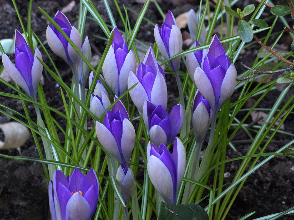 es drängt sie zum Früling hin Foto & Bild | natur, krokus, blumen ...