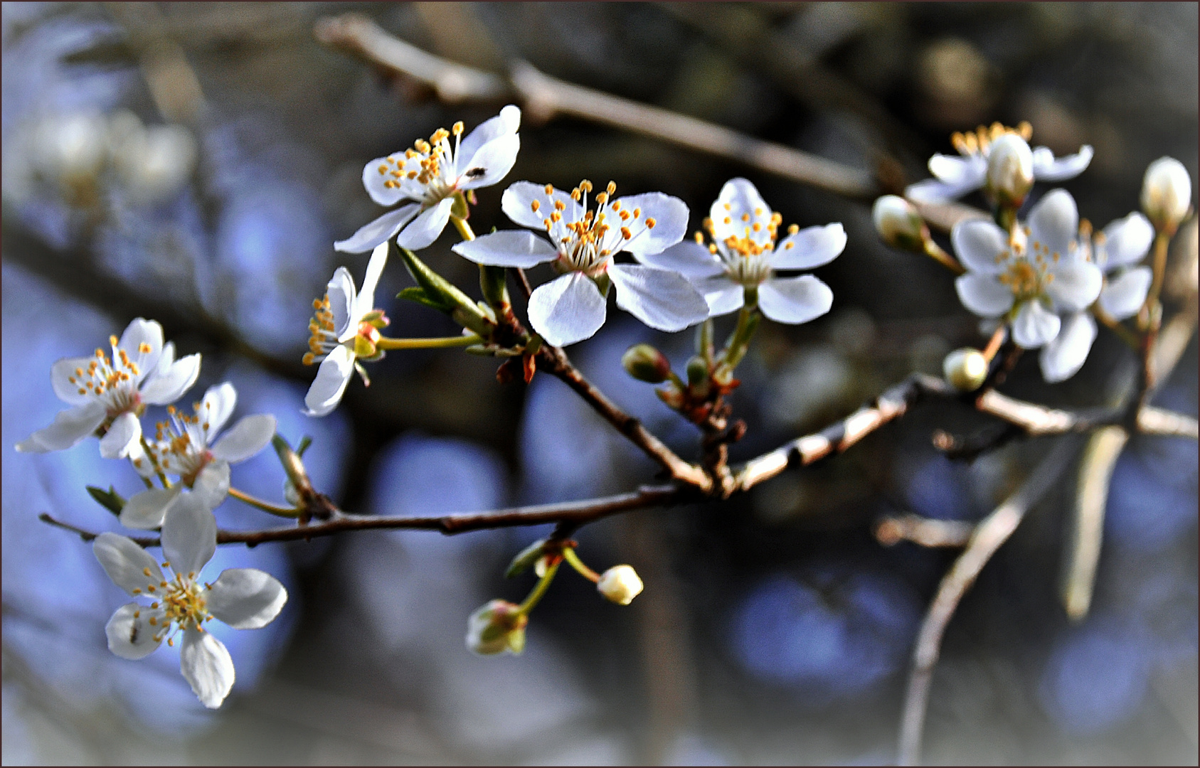 Es dringen Blüten aus jedem Zweig Foto & Bild | outdoor, bäume, natur ...