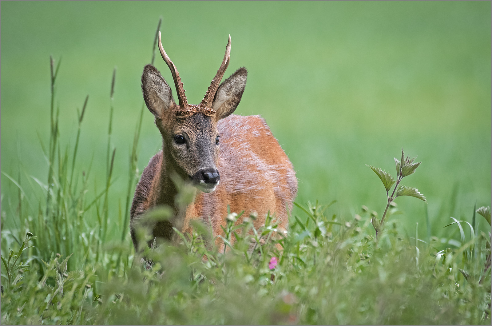Es geht ihm gut . . . Foto & Bild | tiere, wildlife, säugetiere Bilder ... Es geht ihm gut . . . Foto & Bild | tiere, wildlife, säugetiere Bilder ...