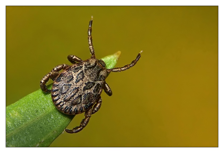 Es gibt auch ganz schön große schöne Zecken Foto & Bild | tiere ...