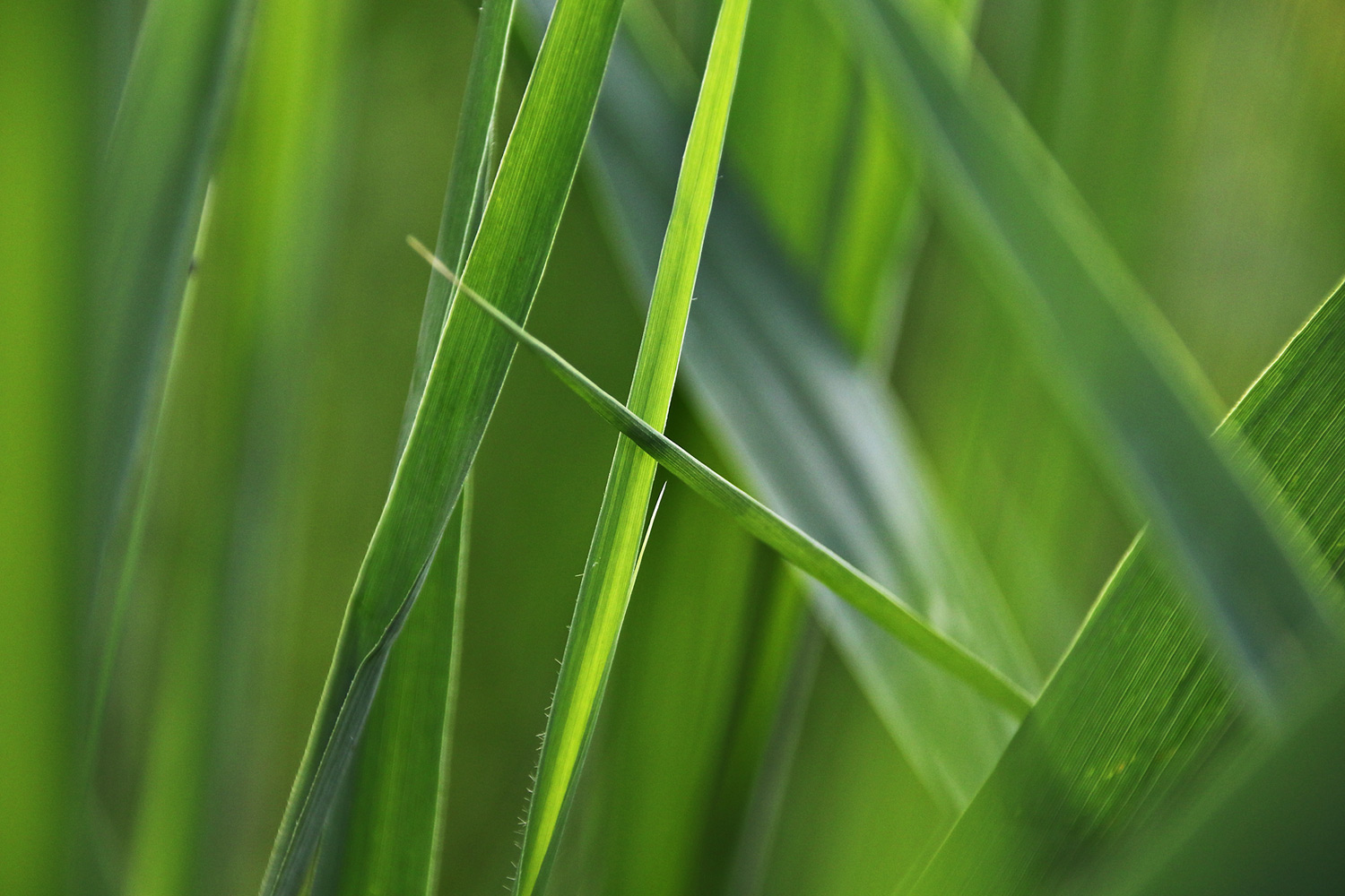 Es Grünt So Grün Foto And Bild Grün Frühling Natur Bilder Auf Fotocommunity