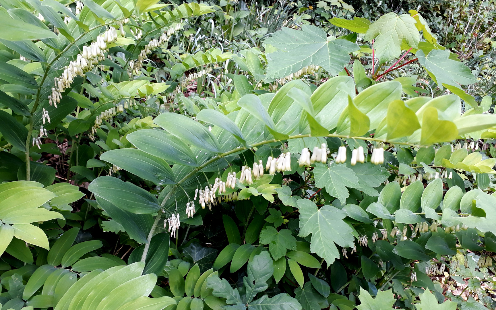 Es Grünt So Grün Und Foto And Bild Landschaft Jahreszeiten Garten And Parklandschaften
