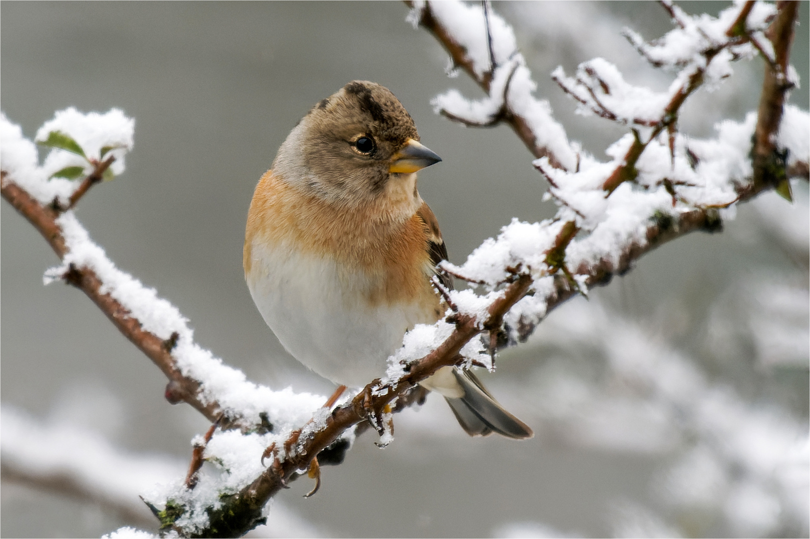 es hat geschneit - Herr Bergfink auf dem Feuerdornast ..... Foto & Bild ...