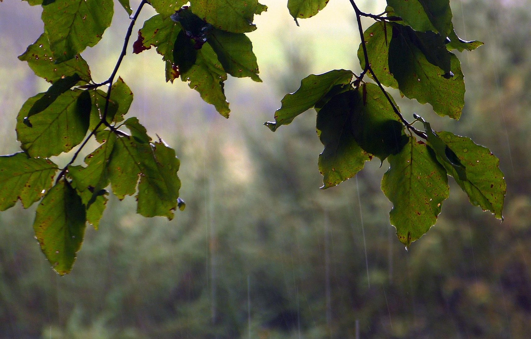 Es Hat Uns Erwischt Foto And Bild Bäume Regen Natur Bilder Auf Fotocommunity