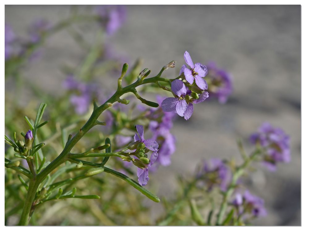 Es ist doch alles ein Senf...! Foto & Bild | strand, blümchen, senf ...