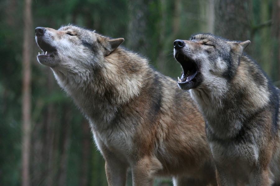 Es ist doch wirklich zum Heulen... Foto & Bild | tiere, zoo, wildpark ...