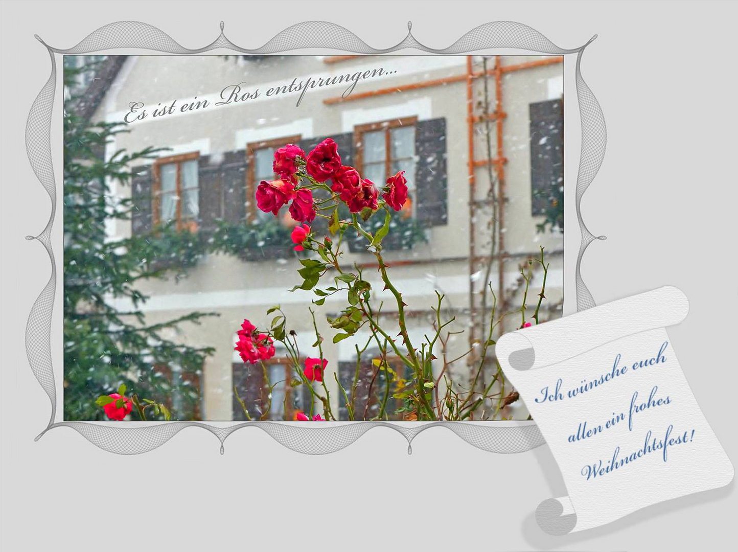 Es ist ein Ros entsprungen... Foto & Bild | deutschland, europe, bayern ...